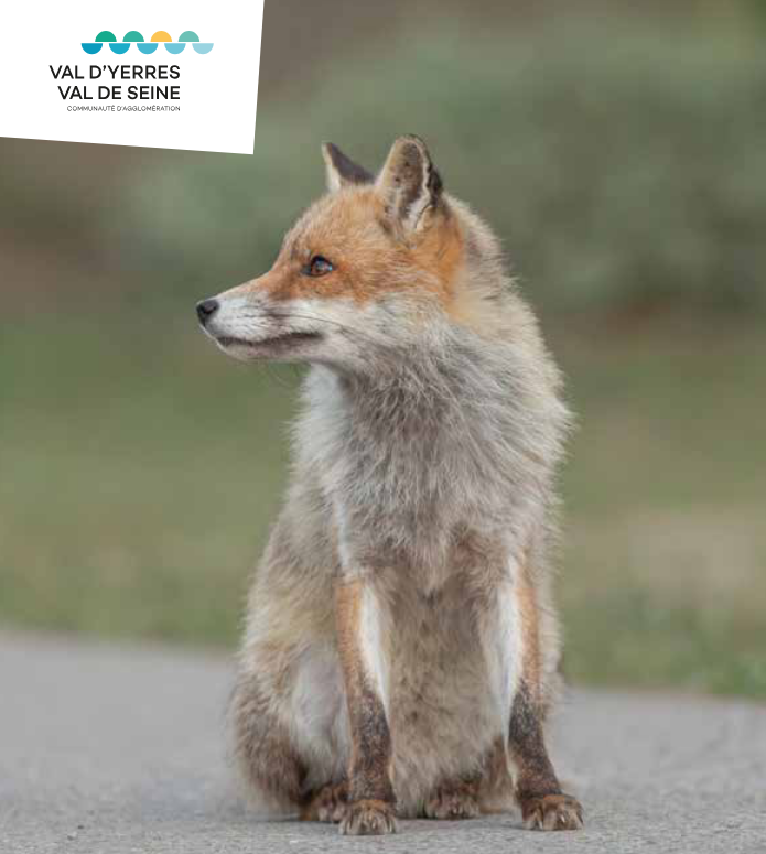 Les aventures d’une famille de renards | les Ailes du Moulin